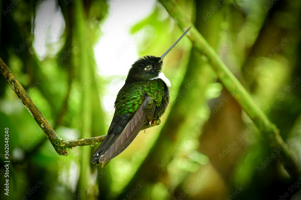 Inca collarejo / Collared inca / Coeligena torquata - Guango, Ecuador Stock Photo | Adobe Stock