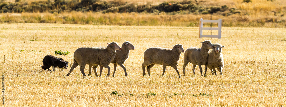 A border collie rounding up several sheep during competition (trials ...