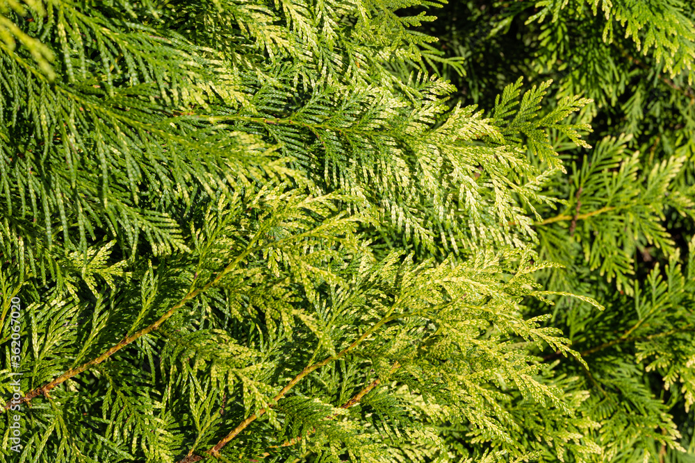 Thuja plicata, western red cedar or Pacific red cedar, giant arborvitae ...