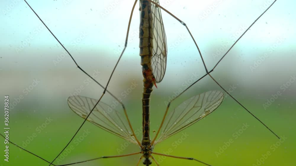 Two Crane fly, daddy-longlegs, mating, on window. mosquito breeding ...