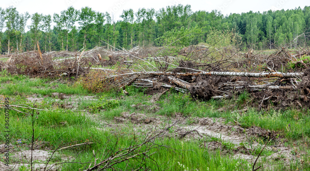 Area of illegal logging. Forests Deforestation humans are causing global warming. Deforestation ...