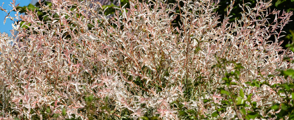 Japanese willow Salix integra Hakuro-Nishiki. Branches with pink-white ...