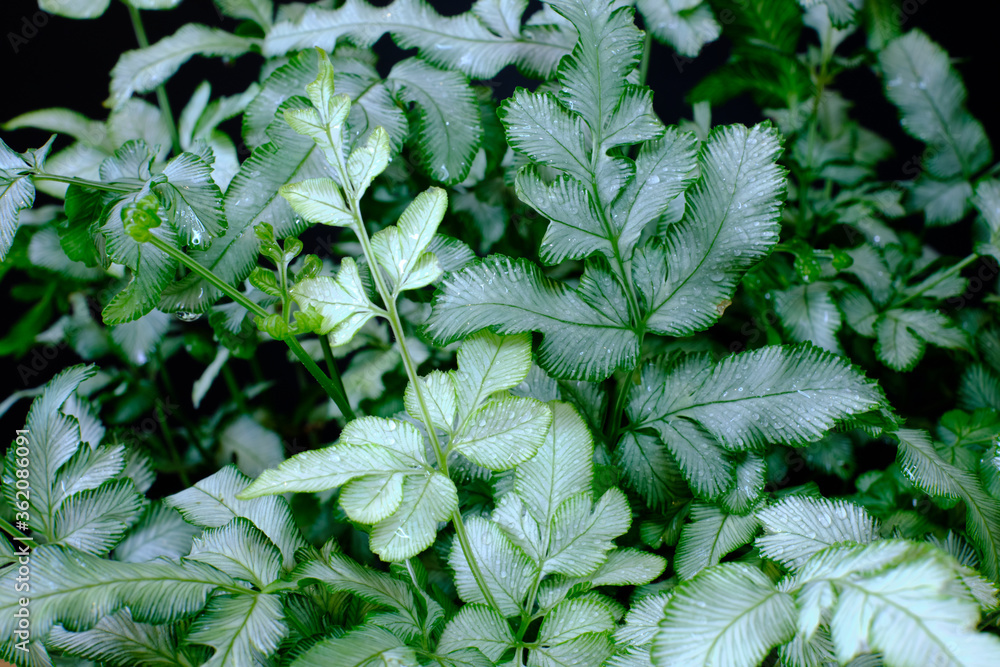 Silver fern, Sword brake fern, Slender brake fern,Pteris ensiformis ...