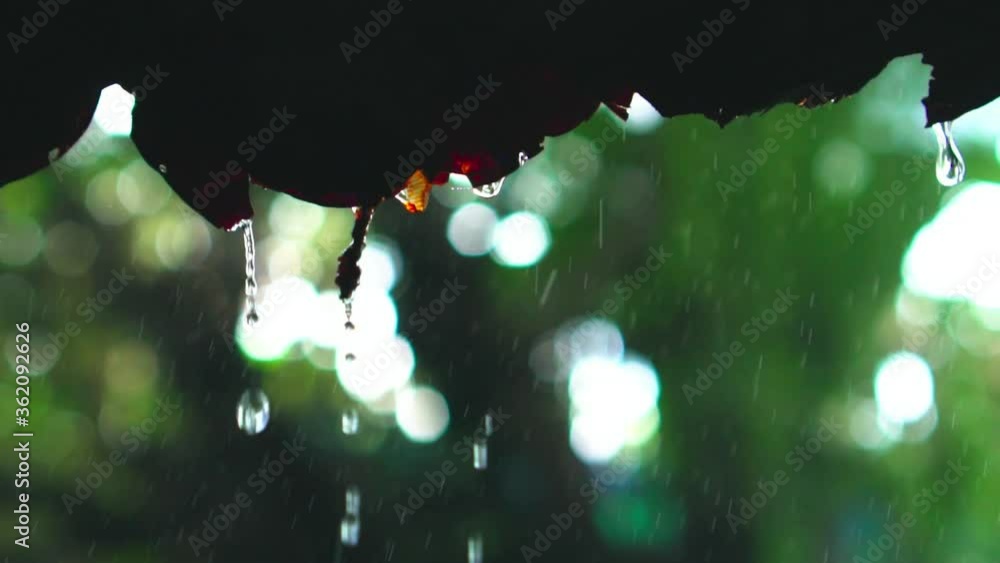 Close up shot, Raindrops from leaf roof, slow motion in 120 fps ...