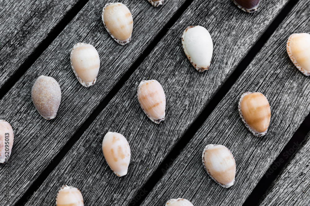 Rare cowrie shells on outdoor wooden table surface. Stock Photo | Adobe ...