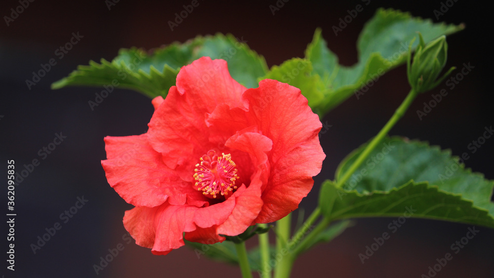 Red flower of a Chinese hibiscus growng in a garden. Hibiscus rosa ...