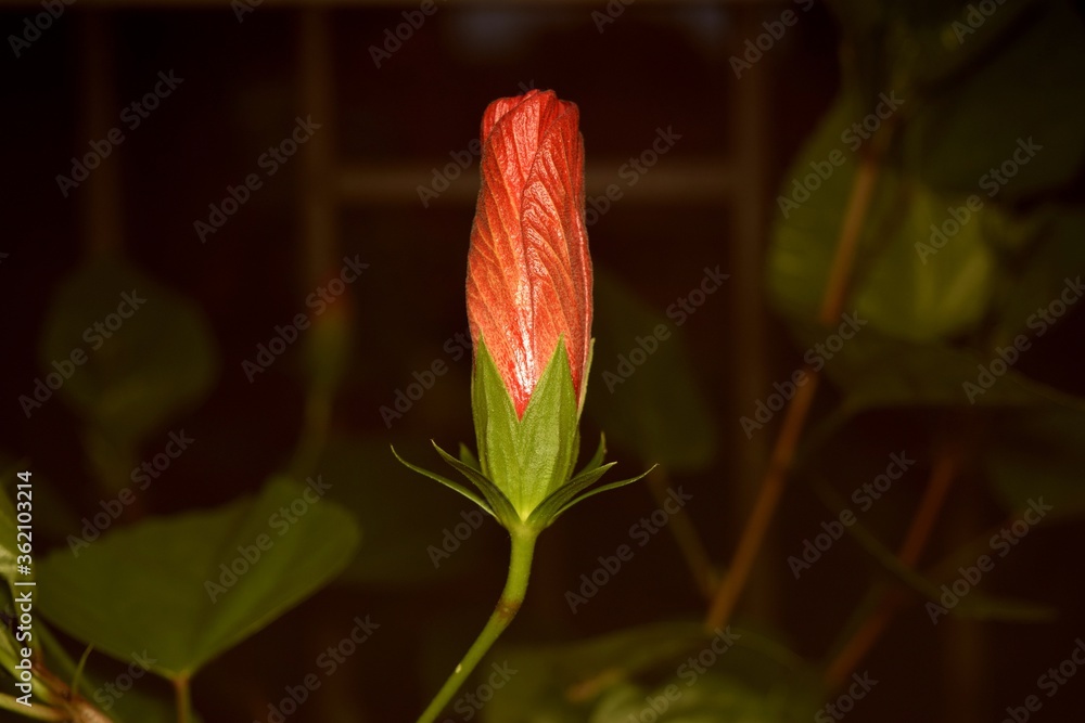 Beautiful half closed and about to bloom hibiscus. hibiscus is Queen of ...