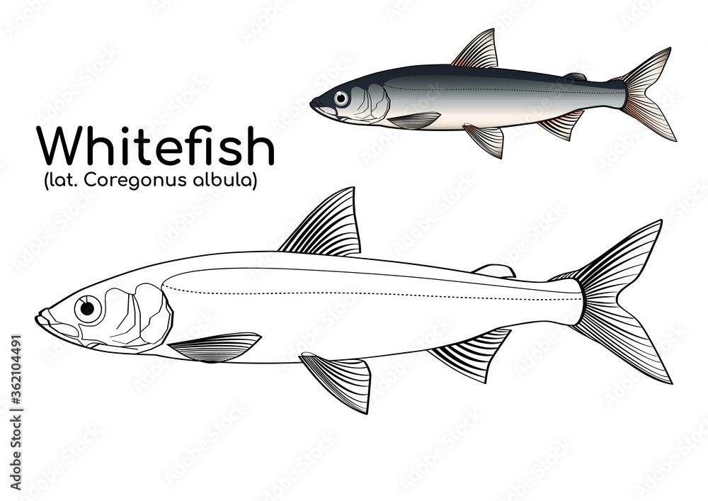 Coloring book with a colored example of Northern fish vendace. Vector ...