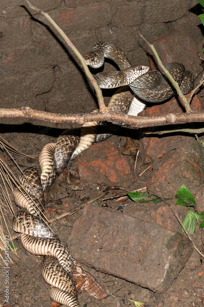 Foto de Two Indian snakes are mating in an abandoned place in the dark ...