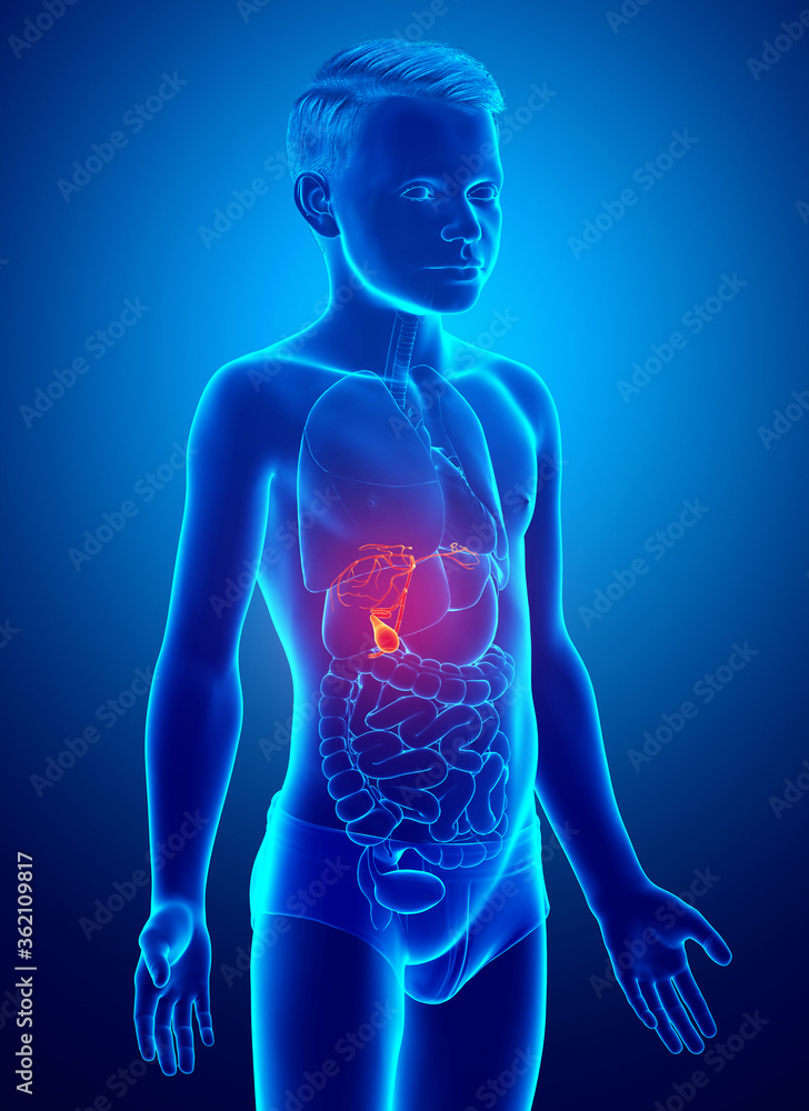 3d rendered medically accurate illustration of boy Organs Gallbladder ...
