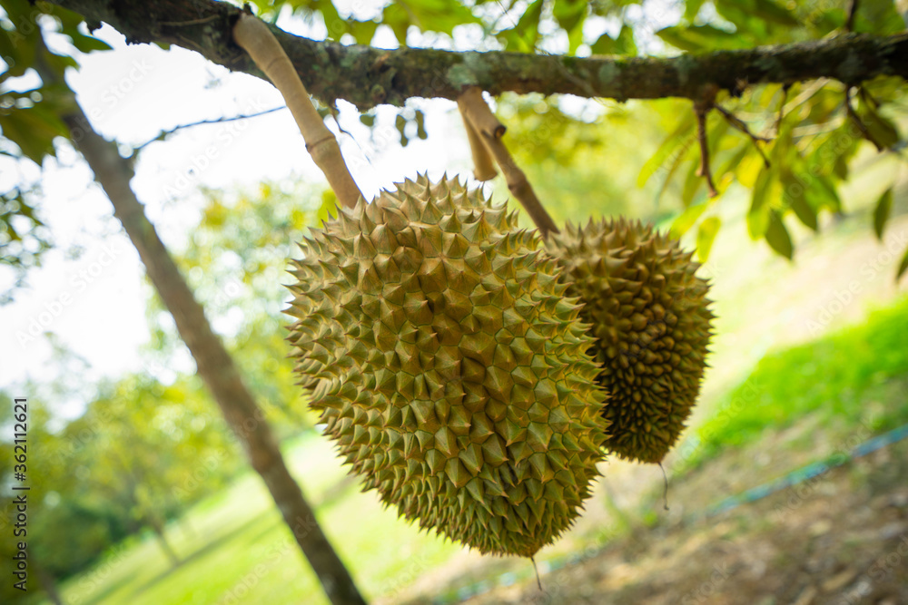 Durian, oval-shaped, large, hard-shelled lobes Hard thorns all over the ...
