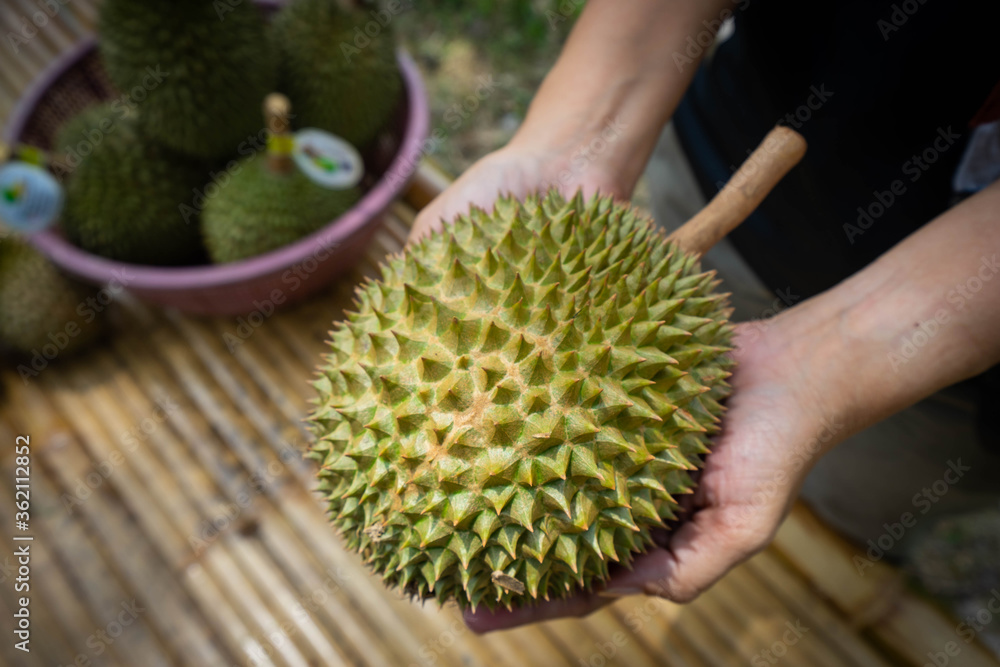 Durian, oval-shaped, large, hard-shelled lobes Hard thorns all over the ...
