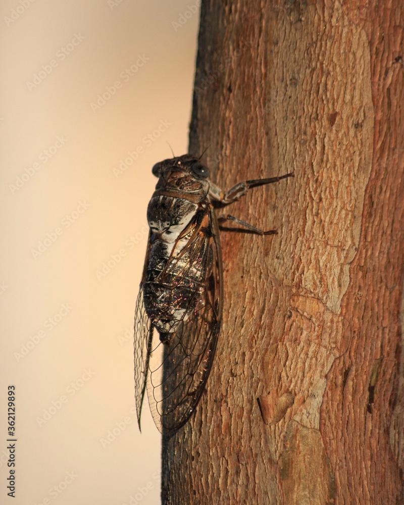 Cicada on a tree branch closeup foto de Stock | Adobe Stock