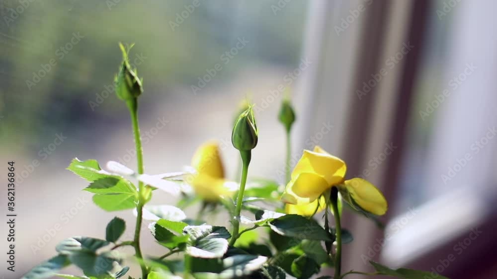 Beautiful yellow rose flowers indoor. Sunny background. Magnificent ...