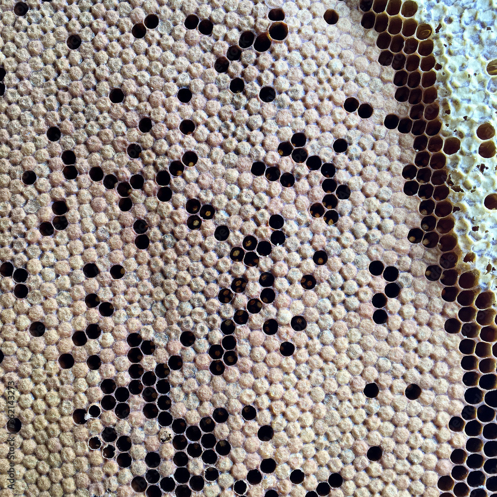 hexagon structure is honeycomb from bee hive filled with golden honey ...