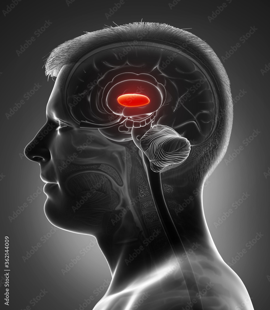 3d rendered medically accurate illustration of a male brain anatomy-the ...