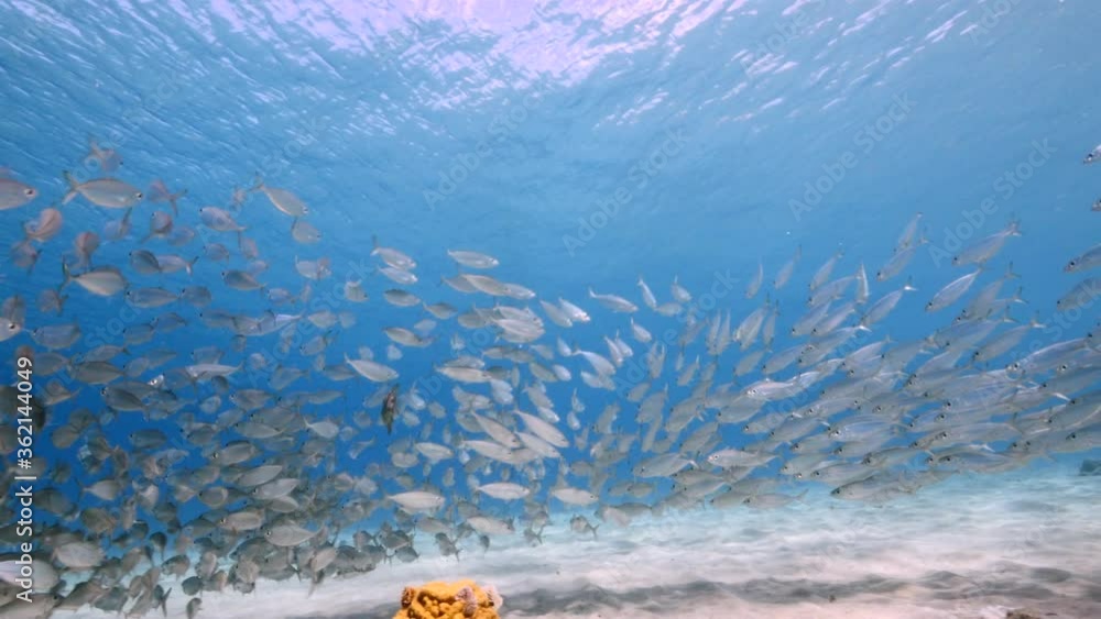 Bait ball / school of fish and juvenile Triggerfish in shallow water of ...