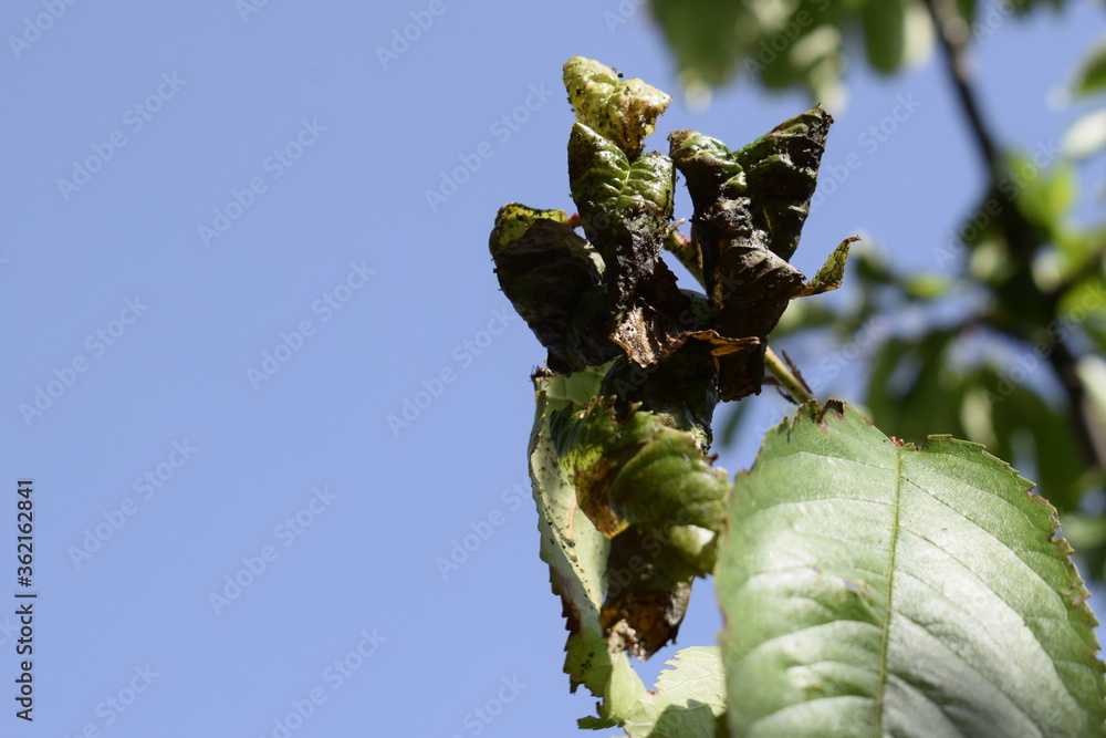 Cherry twig with aphids against blue sky. Aphids (lat.Aphidoidea) - a ...