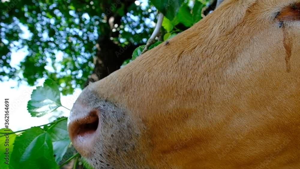 Vidéo Stock Portrait of a cow in the pasture. Animal head close up ...