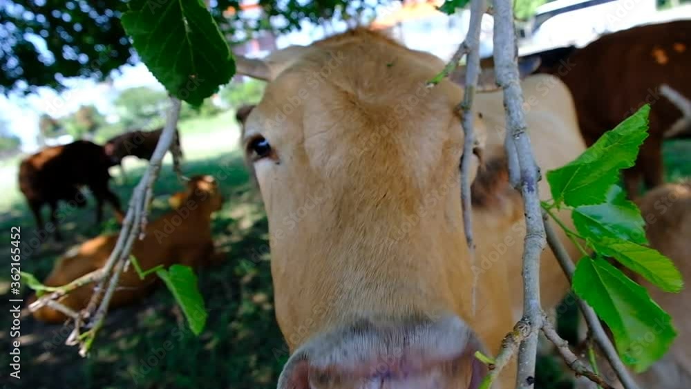 Portrait of a cow in the pasture. Animal head close up. Flies sit on ...