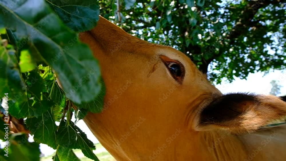 Portrait of a cow in the pasture. Animal head close up. Flies sit on ...