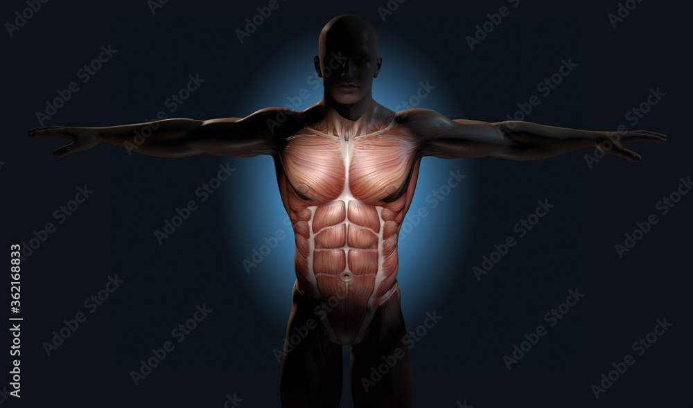 Front muscles, major anterior muscles. Medically 3D illustration Stock ...