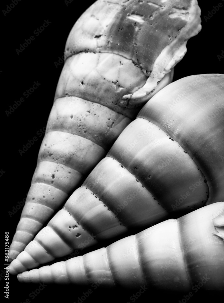 From the shell and all kinds of shells from the front view. Sea shells ...