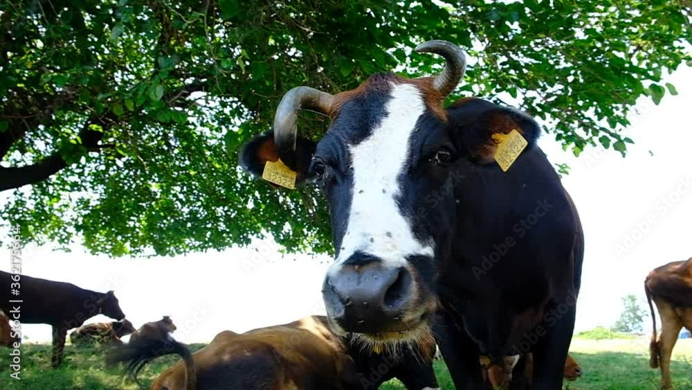 Portrait of a cow in the pasture. Animal head close up. Flies sit on ...