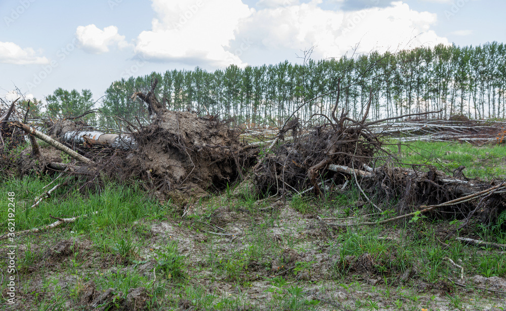 Area of illegal logging. Forests Deforestation humans are causing global warming. Deforestation ...
