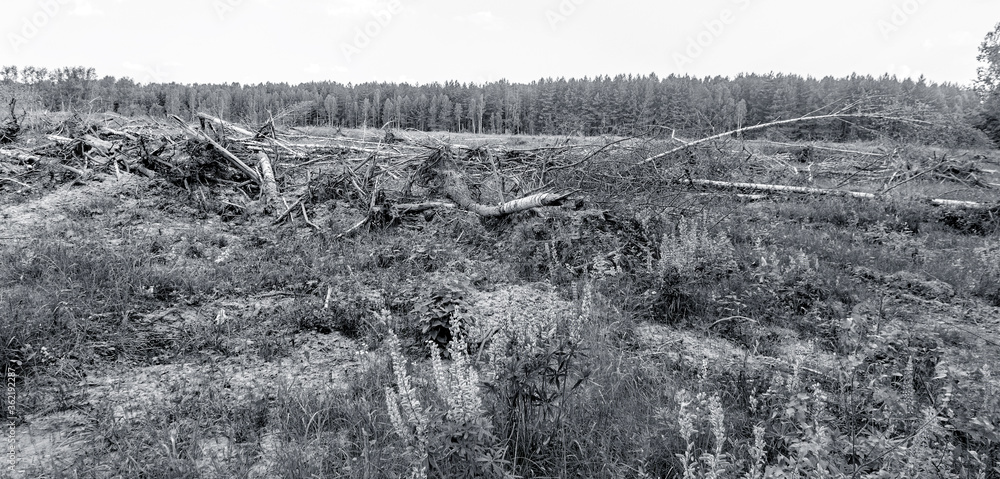 Area of illegal logging. Forests Deforestation humans are causing global warming. Deforestation ...