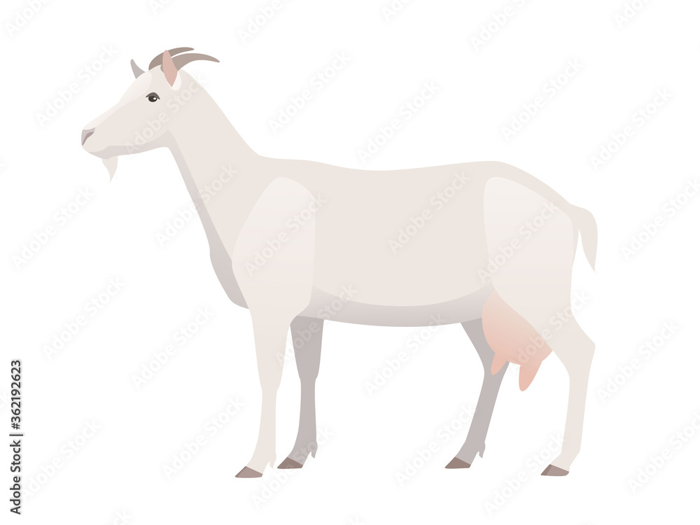 Vector illustration of female goat. Farm animal, domestic small cattle ...