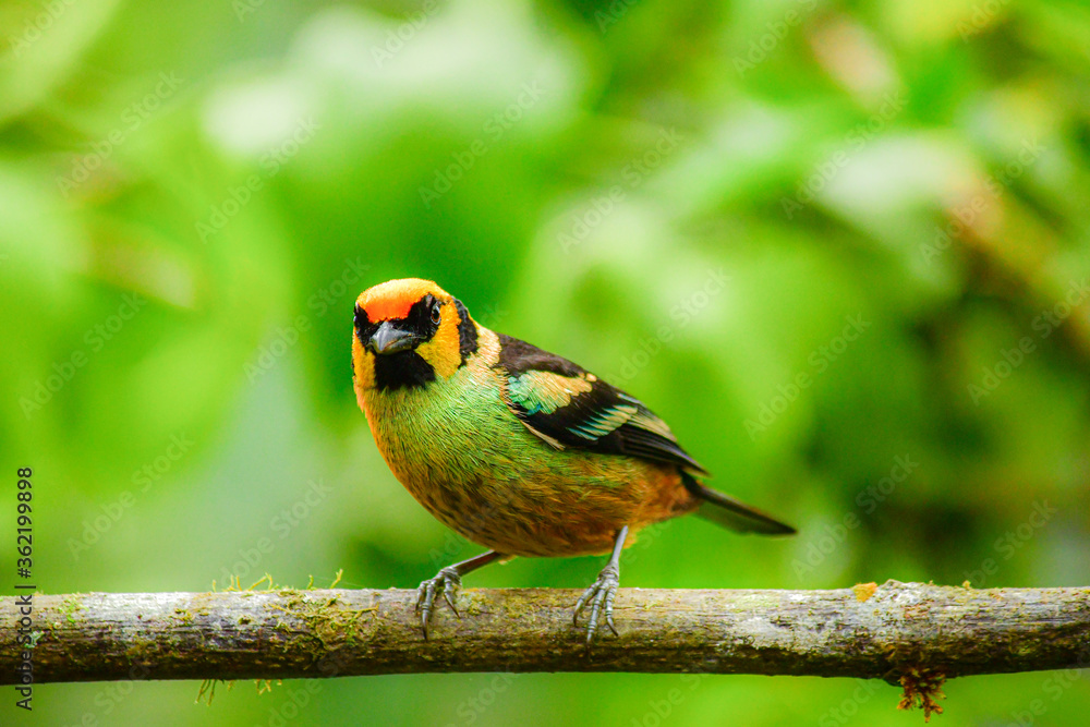 La tangara carafuego, tángara cara de fuego o tangara rubicunda / Flame ...