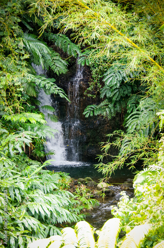 Small creek with cascade or waterfall in evergreen lush vegetation of ...