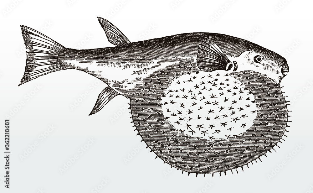 Inflated Oceanic puffer, lagocephalus, native to tropical oceans in ...