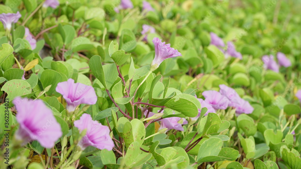 Ipomoea pes-caprae flower, also known as bayhops, is a beach vines ...