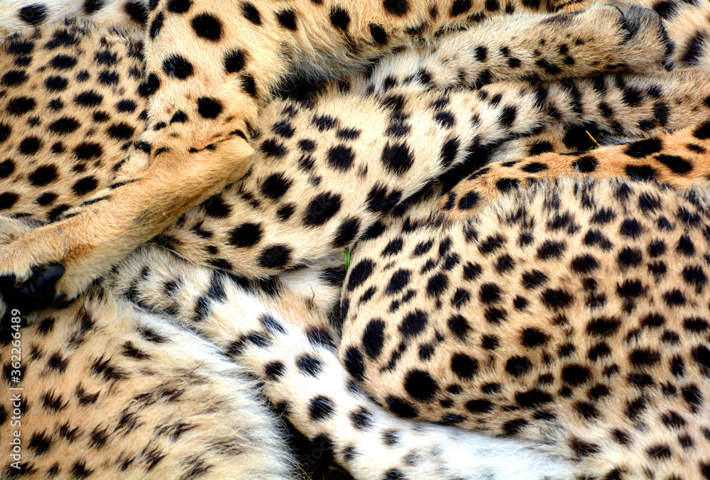 Cheetah is a large-sized feline inhabiting most of Africa and part of ...