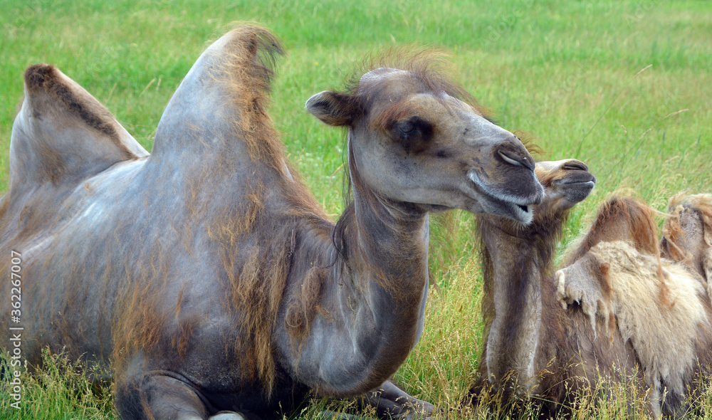 Camel is an ungulate within the genus Camelus, bearing distinctive ...