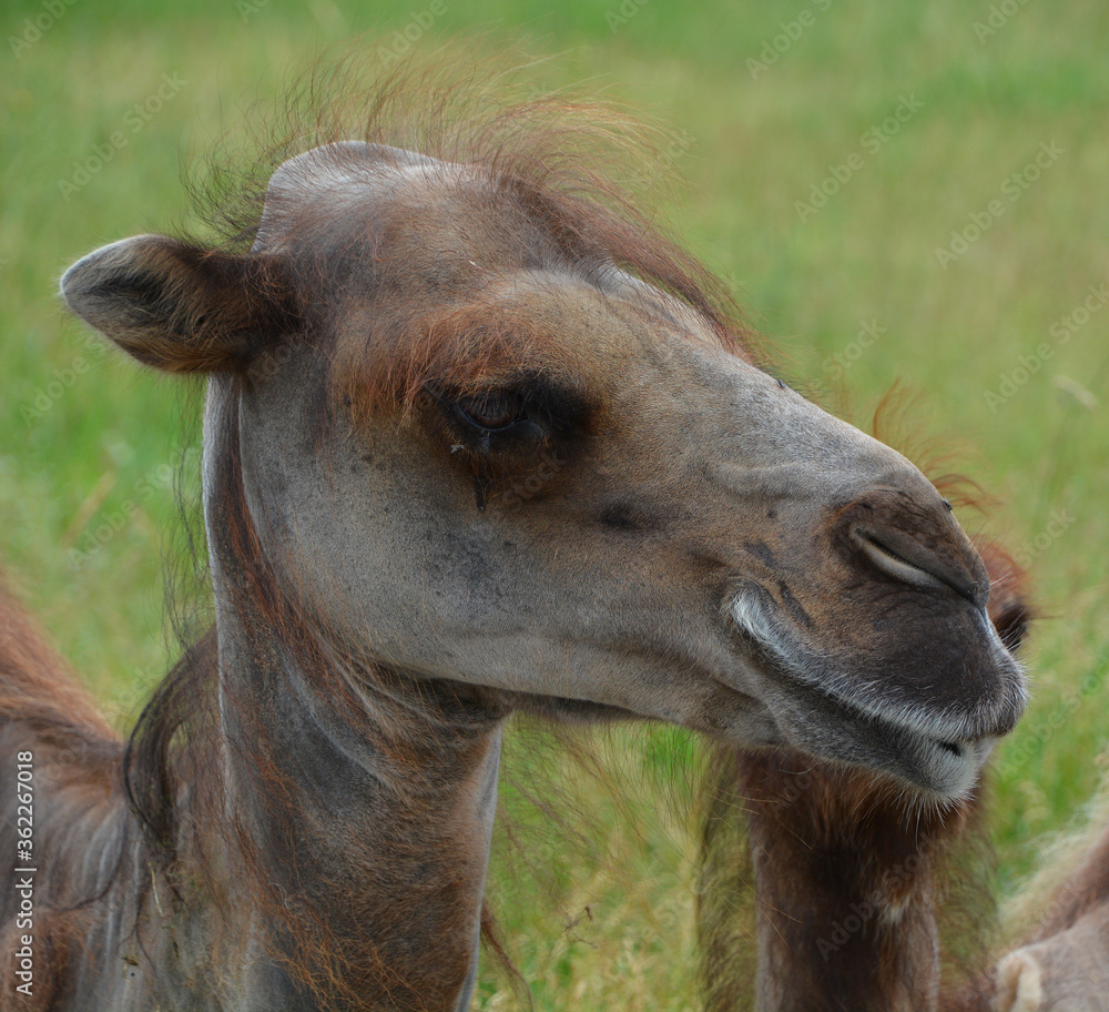 Camel is an ungulate within the genus Camelus, bearing distinctive ...