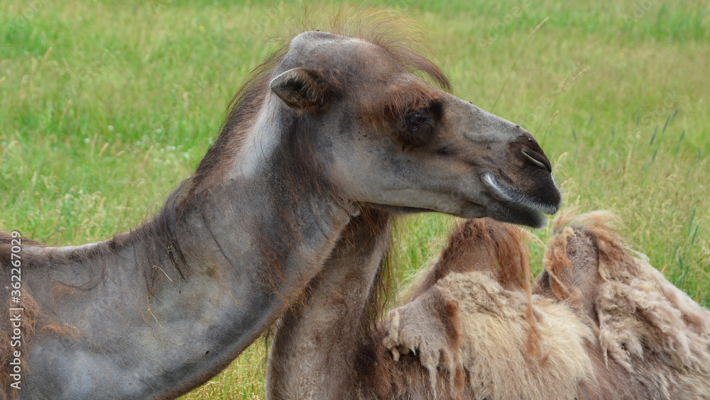 Camel is an ungulate within the genus Camelus, bearing distinctive ...