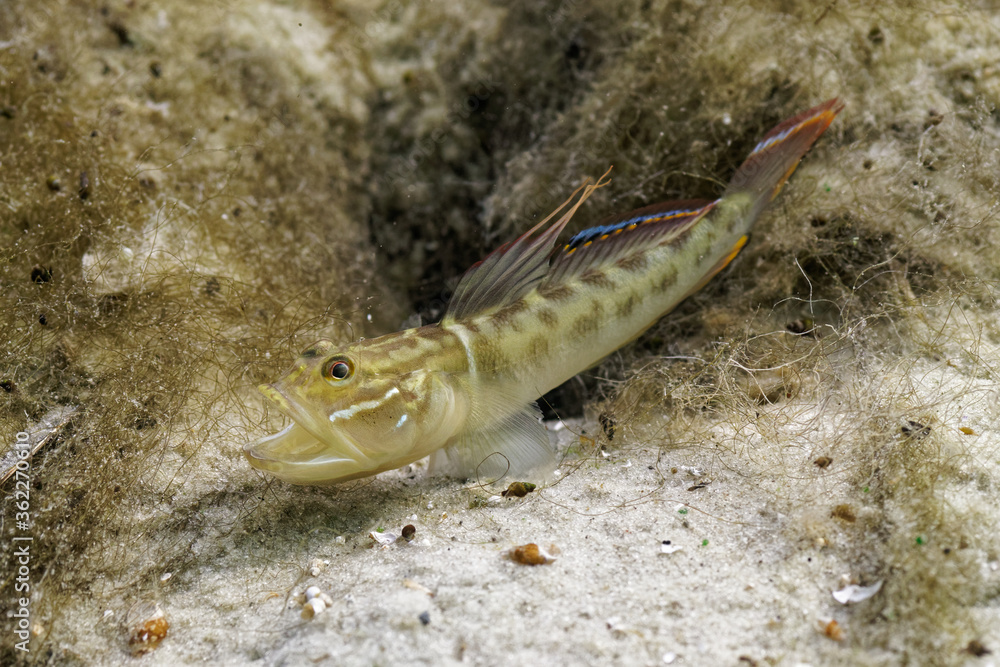 A small, colorful green Goby fish (Gobioidei) rests outside its burrow ...