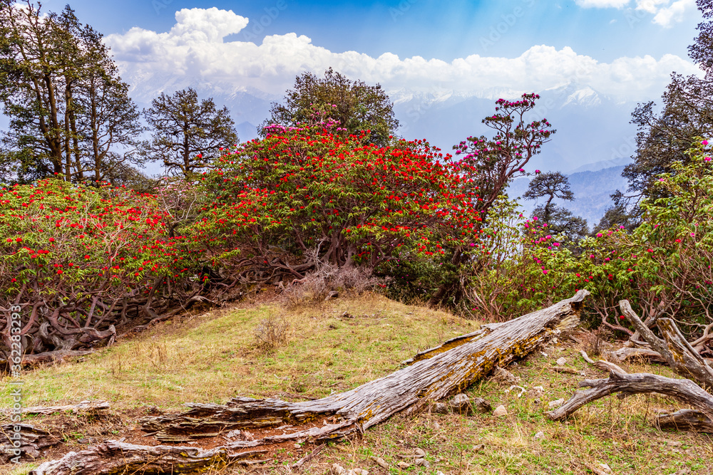 Flowers of Rhododendron is a genus characterized by shrubs used ...