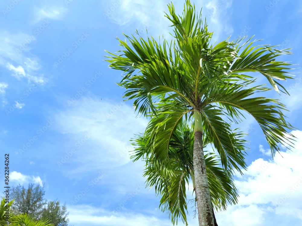 Manila palm or christmas palm tree in the garden. Stock Photo | Adobe Stock