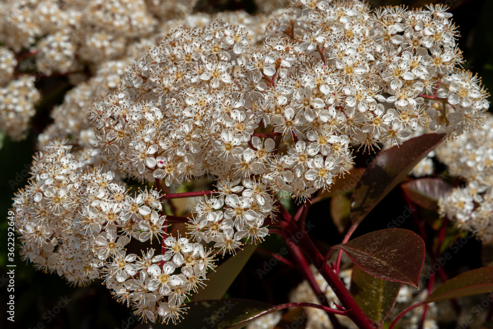 Foto de Viburnum tinus. The viburnum vat is a plant of the ...