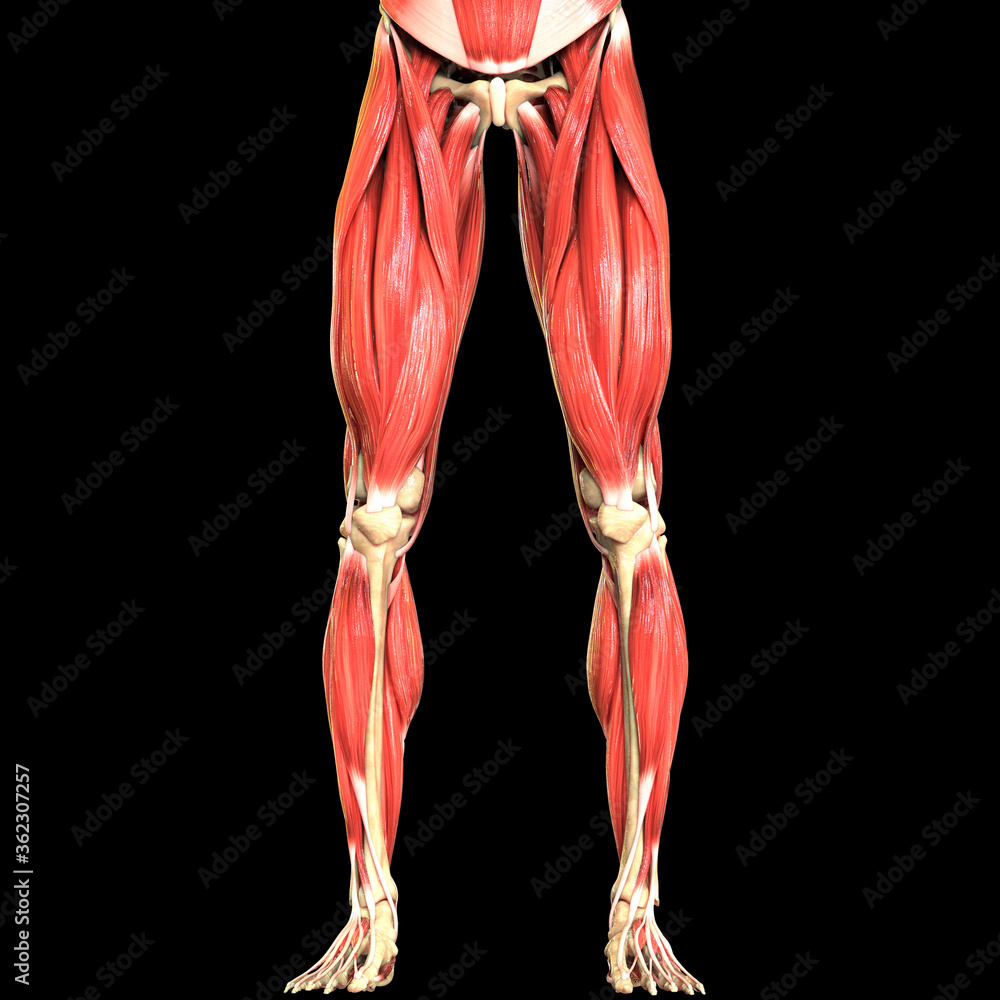 Human Body Muscular System Muscles Anatomy Stock Illustration | Adobe Stock