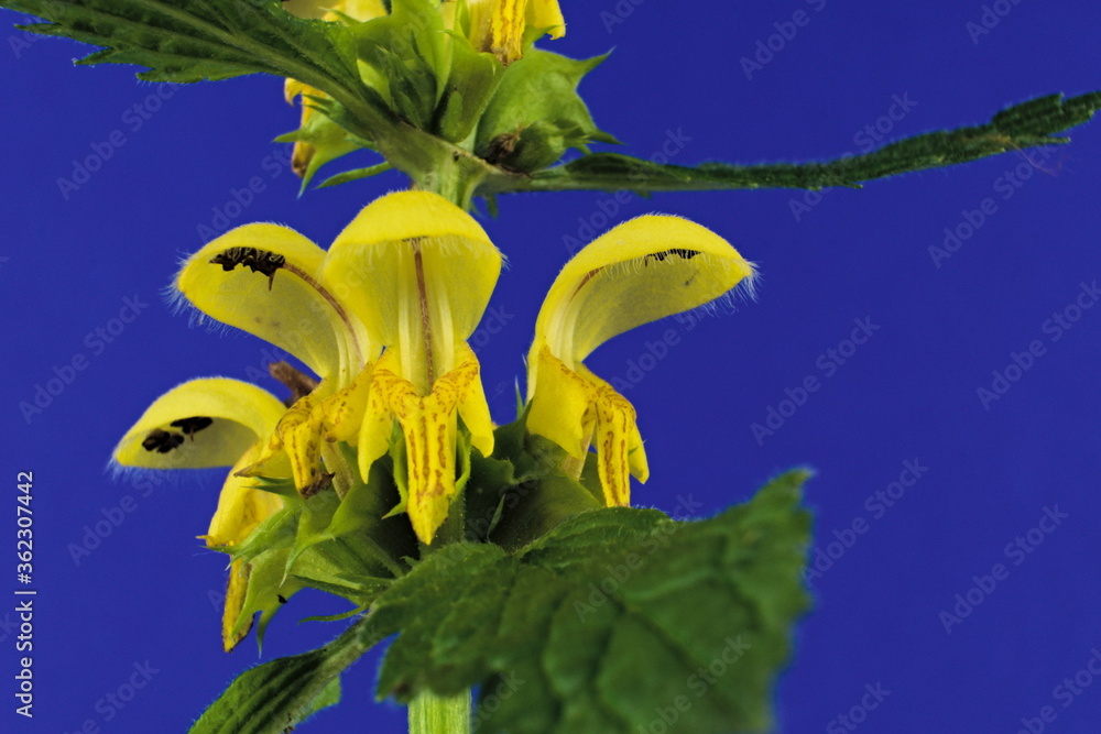 ild yellow flower known under the names of yellow archangel, artillery ...