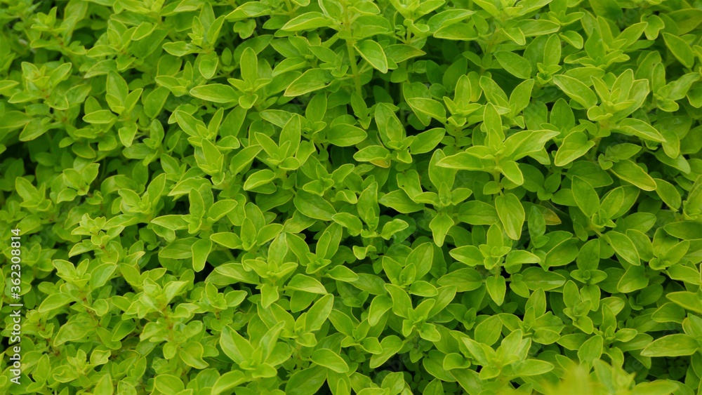 origanum vulgare aureum Oregano plant Stock Photo | Adobe Stock