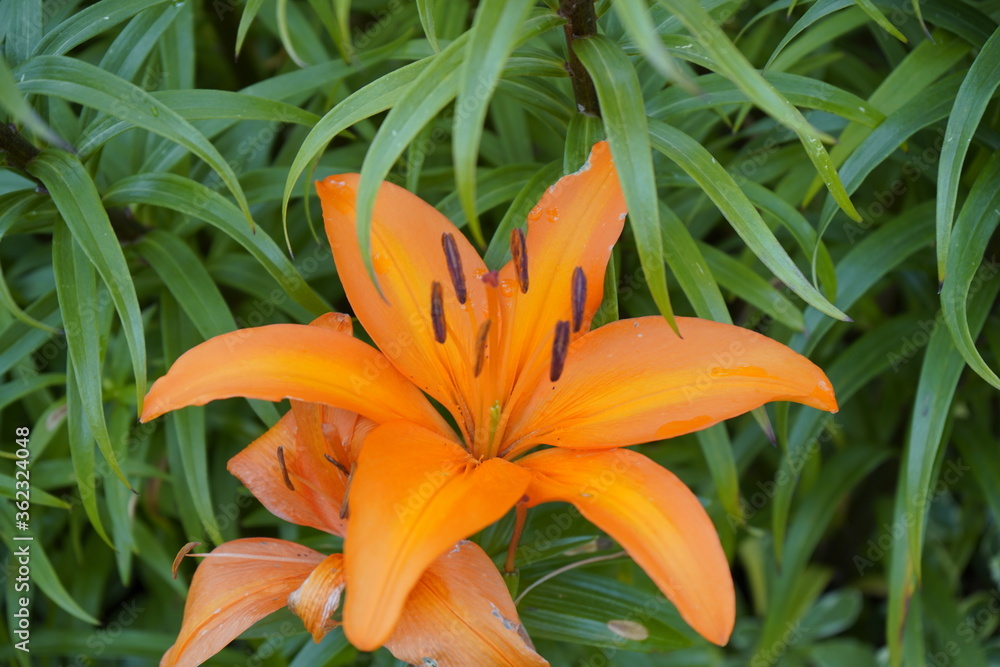 lili Stock Photo | Adobe Stock