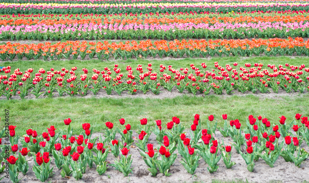 growing tips. spring landscape park. country of tulip. beauty of ...