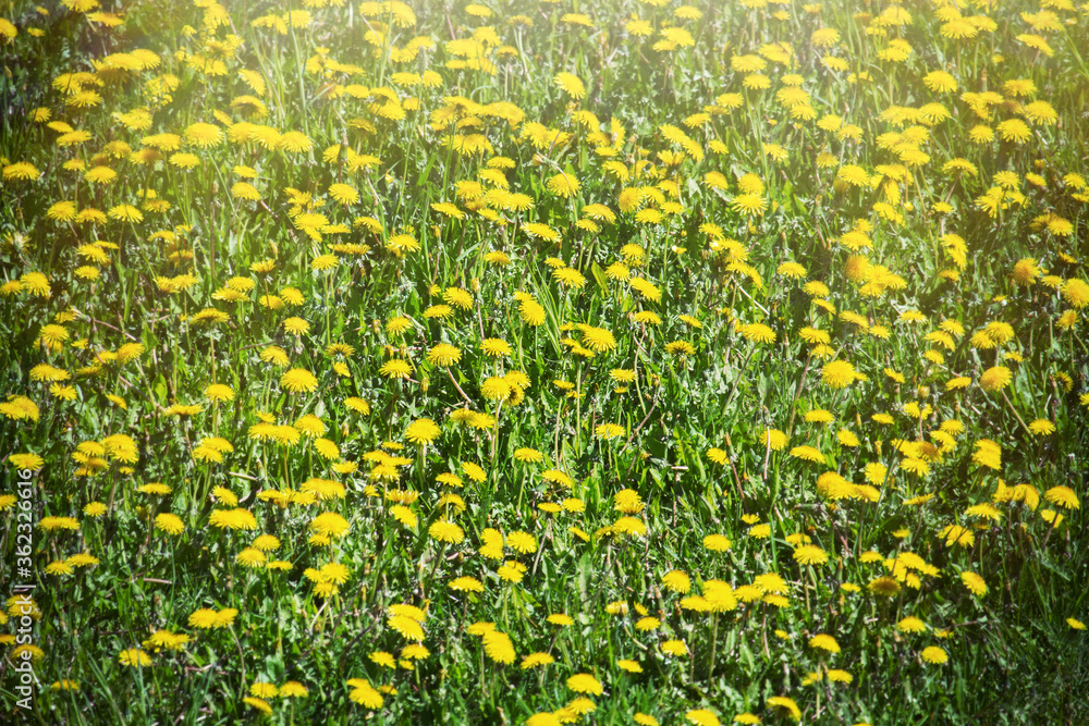 The most massive and visible flower of spring is dandelion or blowball ...