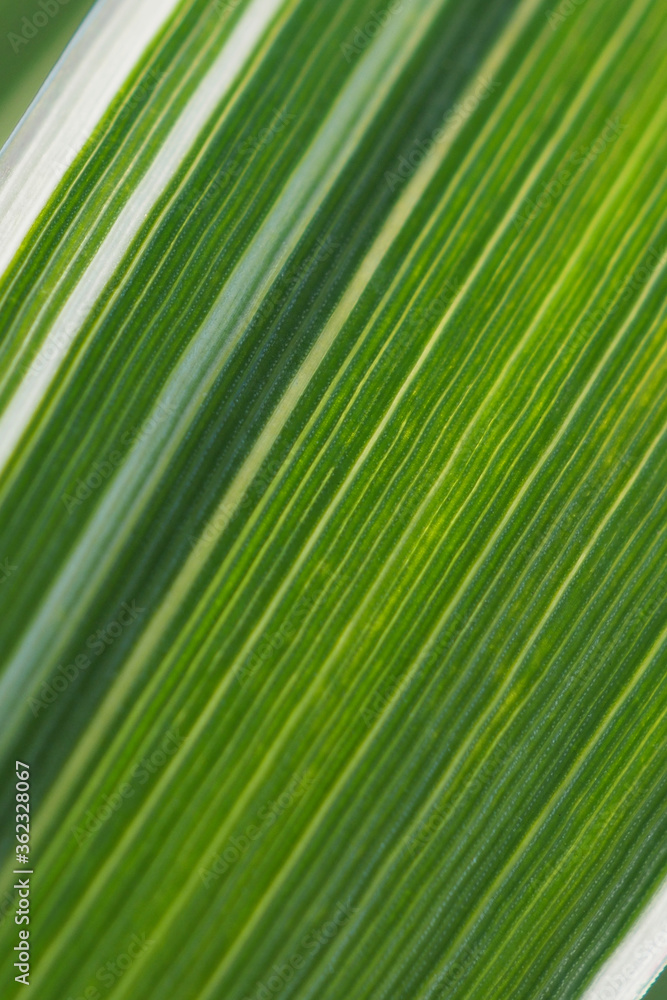 Foto de Floral background. Striped white and green leaf of a cereal ...